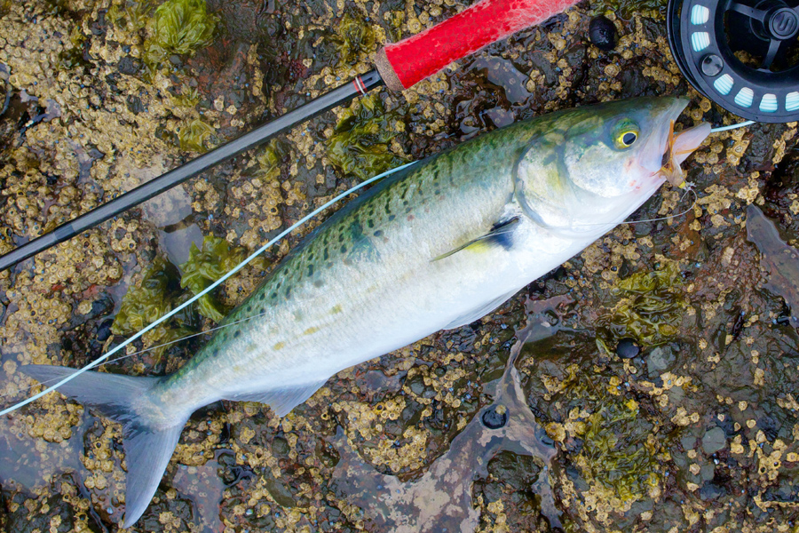 Gamefishing Species Guide - The Fishing Website