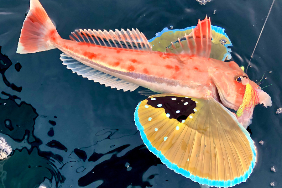 Ledger Rigs: Sometimes Simple is Best - The Fishing Website