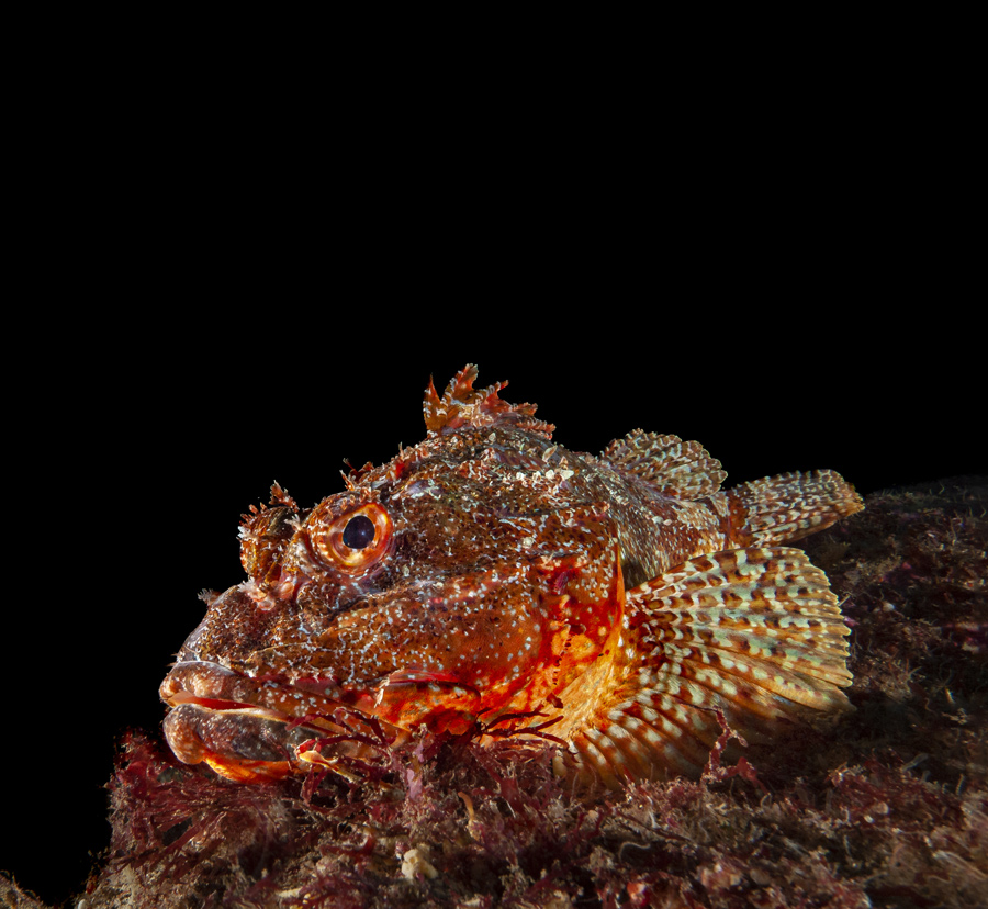 Marine Photo Competition - The Fishing Website