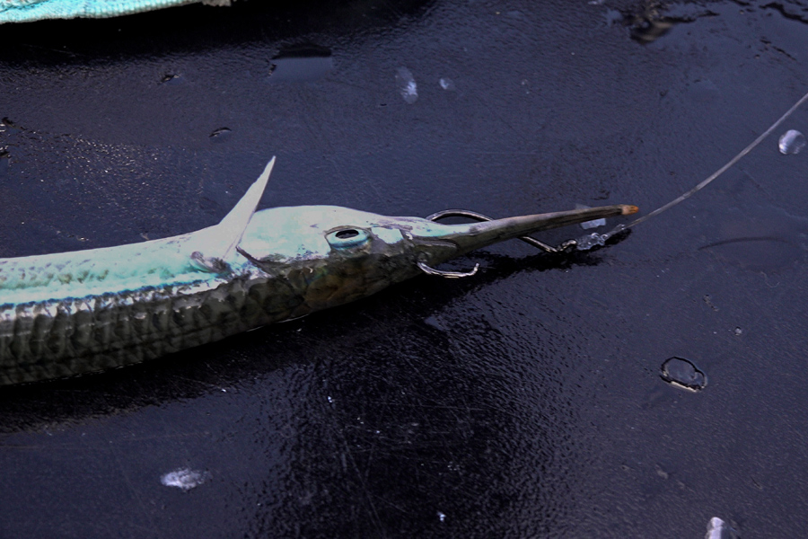 Expert Livebaiting Tips - The Fishing Website