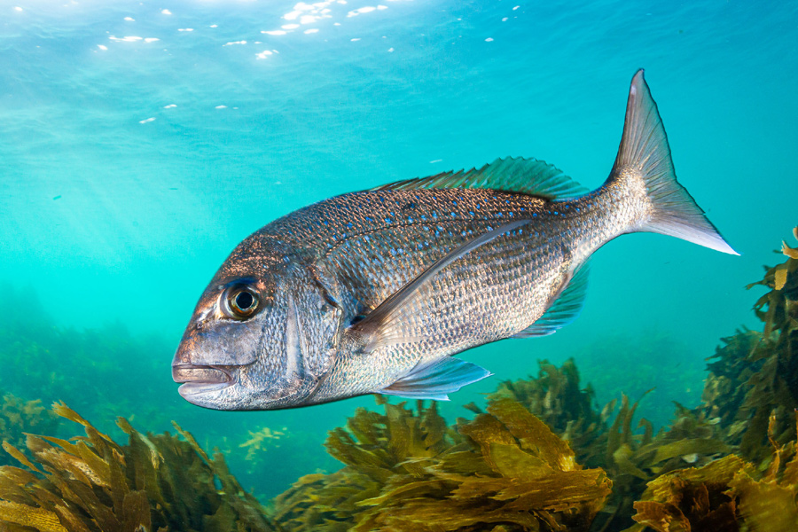 A Better Way to Manage Fisheries - The Fishing Website