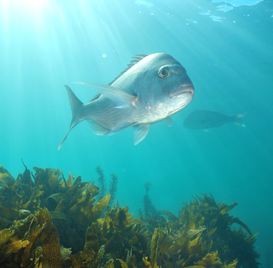 Marine Reserves & Fisheries Management - The Fishing Website