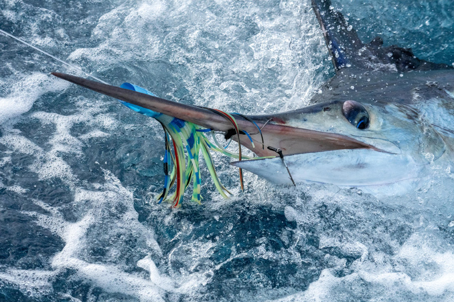 Gamefishing - Boat Setup and Lure Choice for Striped Marlin - The ...