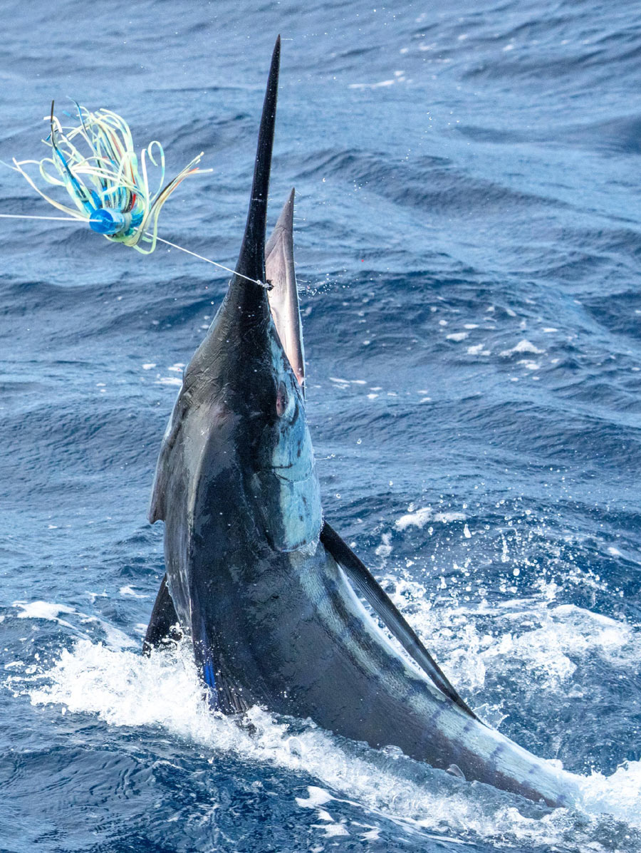 Gamefishing - Boat Setup and Lure Choice for Striped Marlin - The ...
