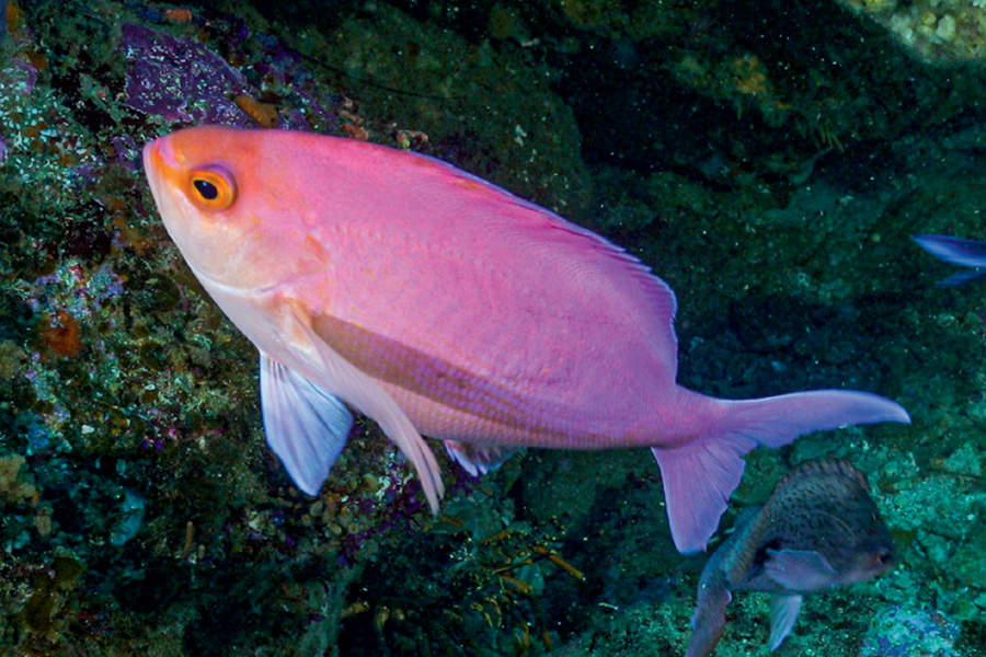 Tauranga Fishing Report - 18/10/24 - The Fishing Website