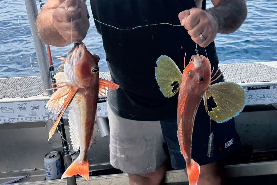 Raglan Fishing Report - 08/01/26 - The Fishing Website