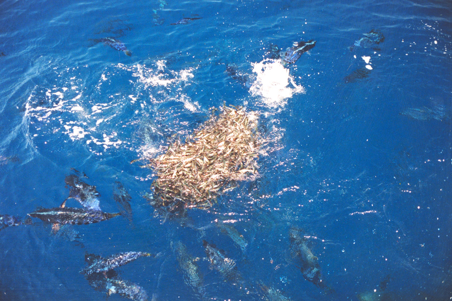 How to Catch Skipjack and Albacore Tuna: Part I - The Fishing Website