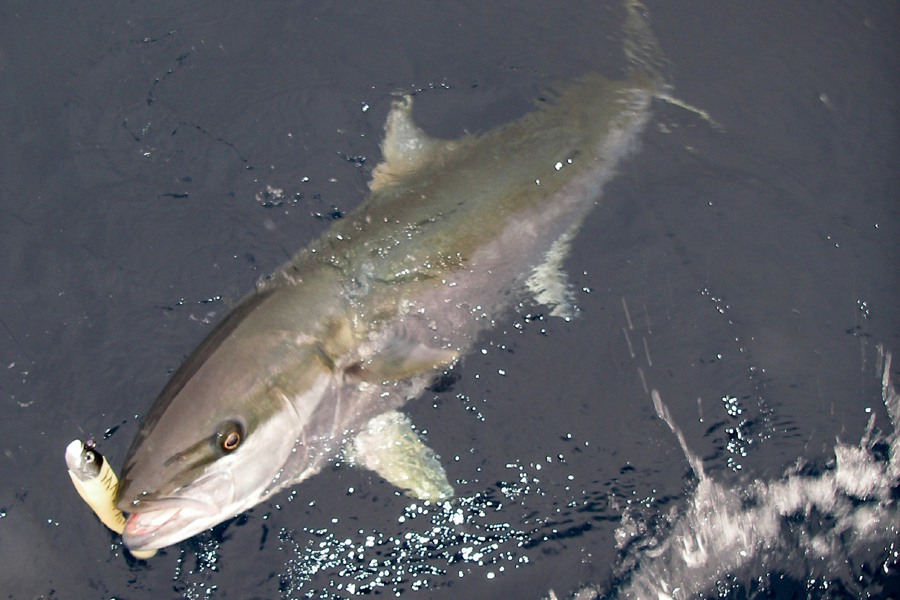 Softbaiting for Kingfish with Big Baits - The Fishing Website