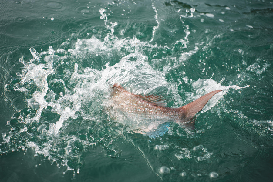 Softbaiting the Wash - The Fishing Website