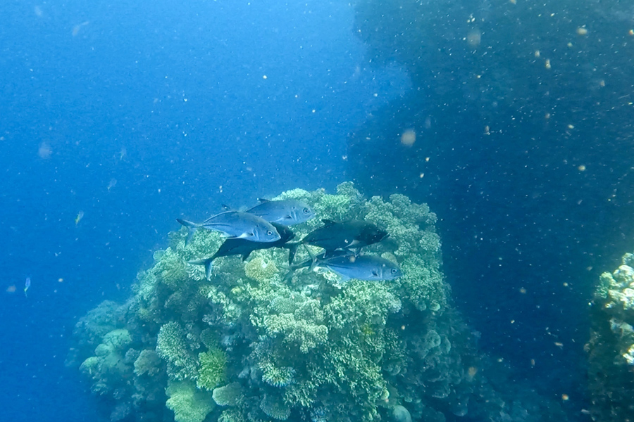 Fiji Fish Spearfishing FIJI | Tropical Fish Identification YouTube