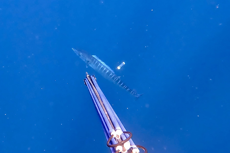 Spearfishing in Fiji - The Fishing Website