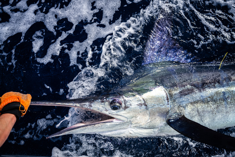 Help Stop Plans to Sell Marlin - The Fishing Website