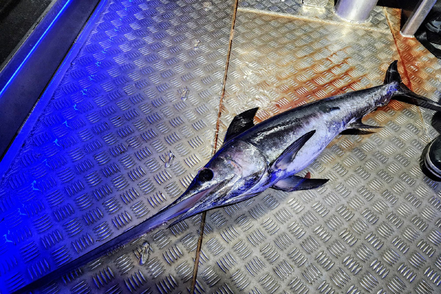 Bringing a Jig to a Swordfight - The Fishing Website