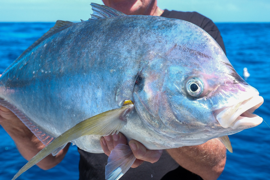 Gamefishing Species Guide - The Fishing Website