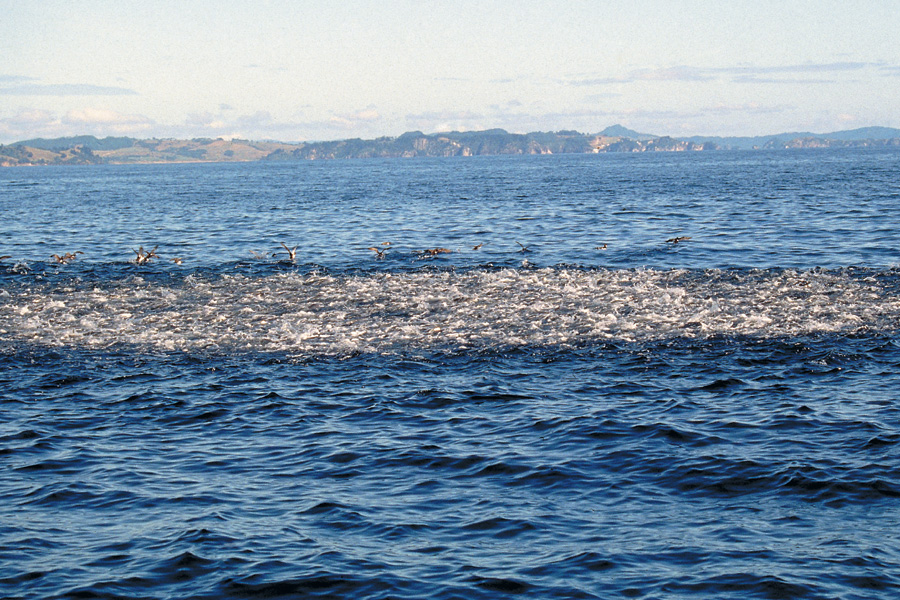 Catching Trevally on Lures - The Fishing Website