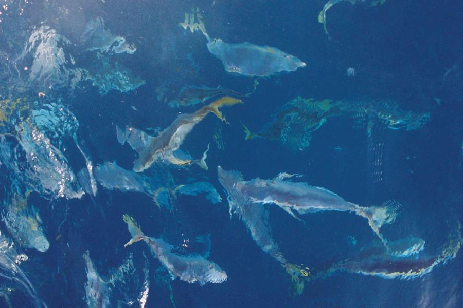 Catching Trevally on Lures - The Fishing Website