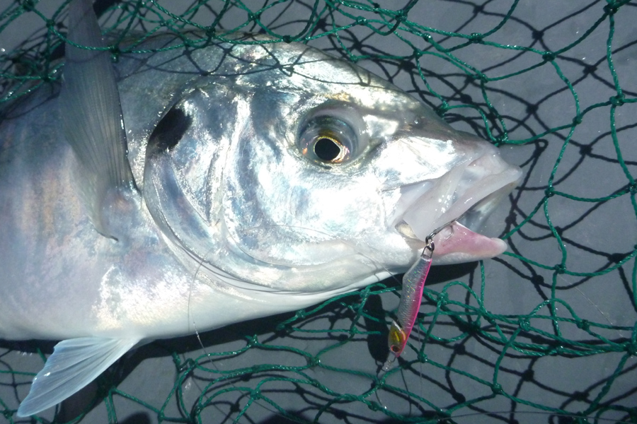 Catching Trevally on Lures - The Fishing Website