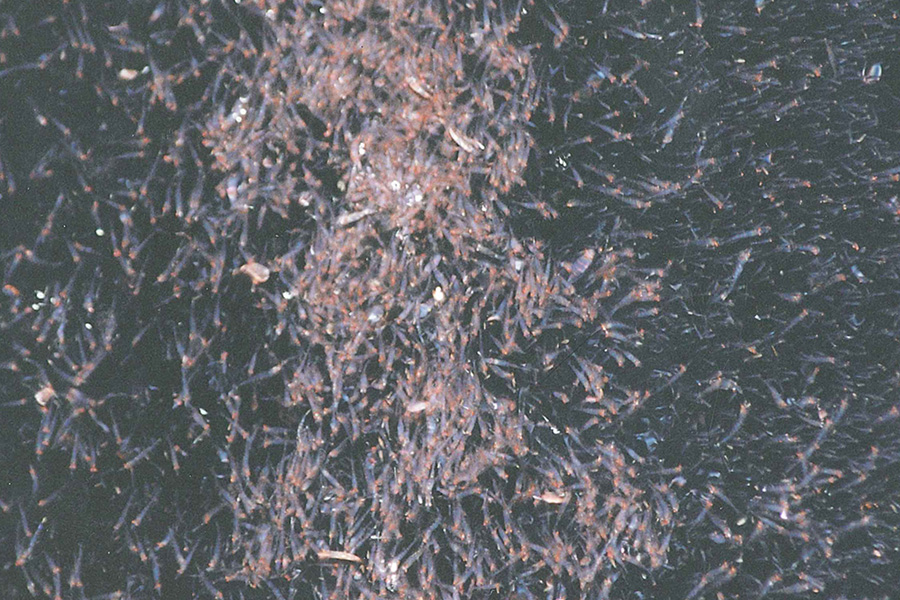 Catching Trevally on Lures - The Fishing Website