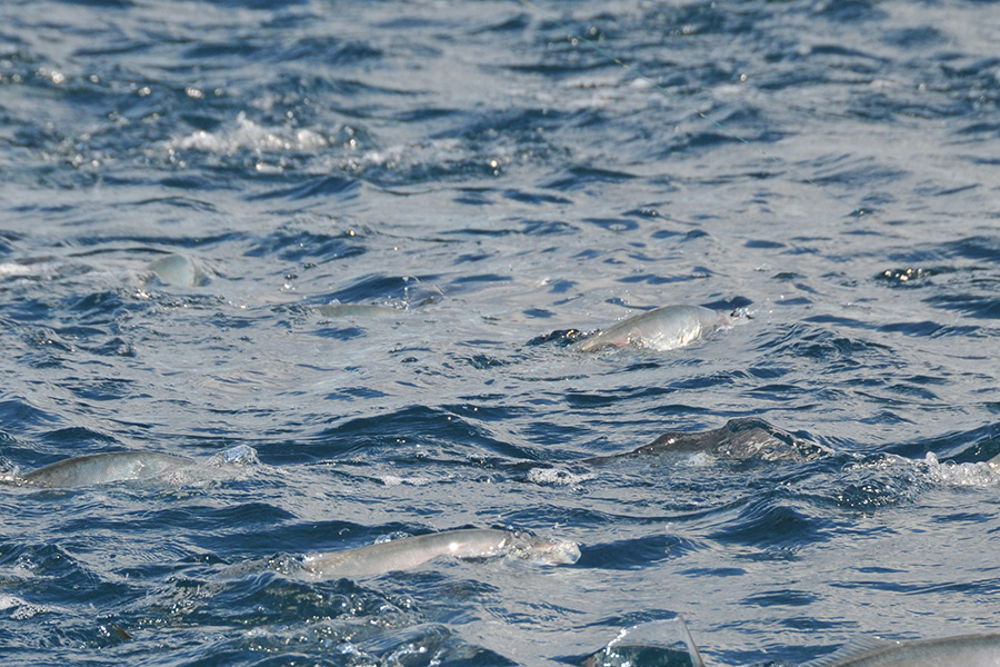 Catching Trevally on Lures - The Fishing Website