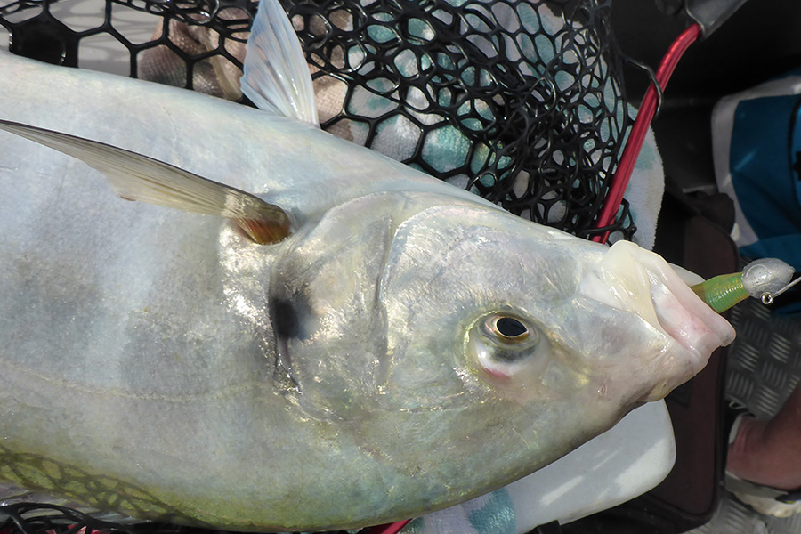 Catching Trevally on Lures - The Fishing Website