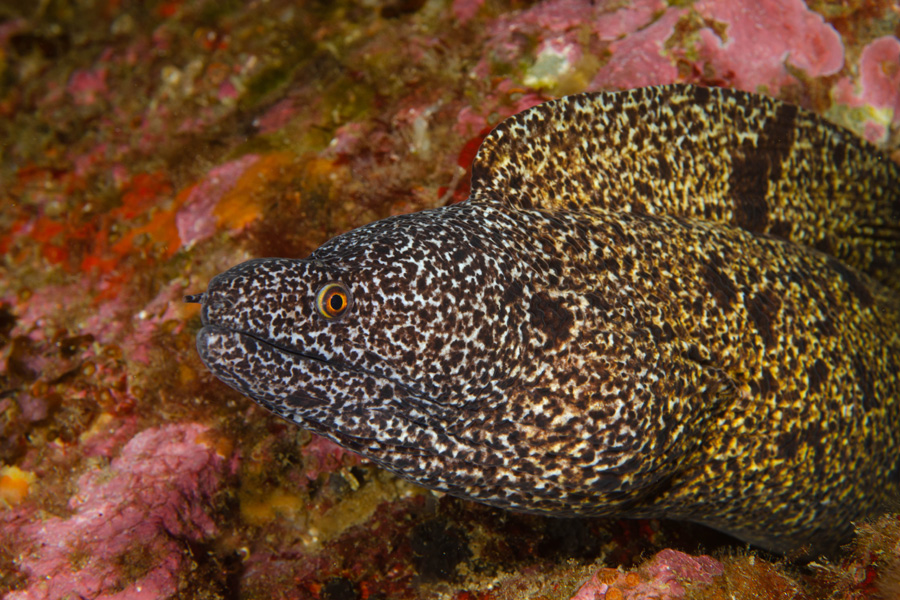 Tropical & Subtropical Fish Species in NZ - The Fishing Website