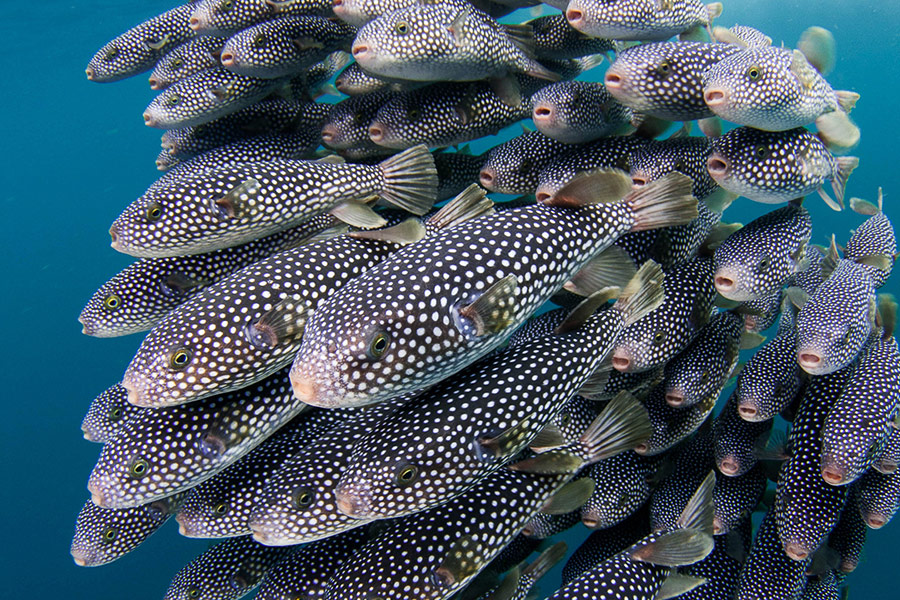 Tropical & Subtropical Fish Species in NZ - The Fishing Website