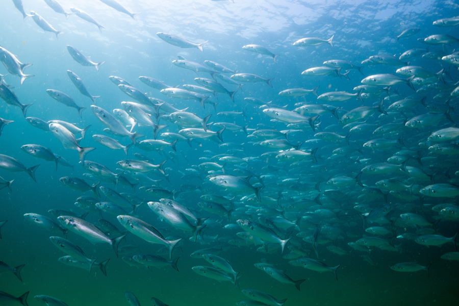 Tropical & Subtropical Fish Species in NZ - The Fishing Website