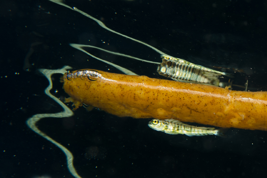 Tropical & Subtropical Fish Species in NZ - The Fishing Website