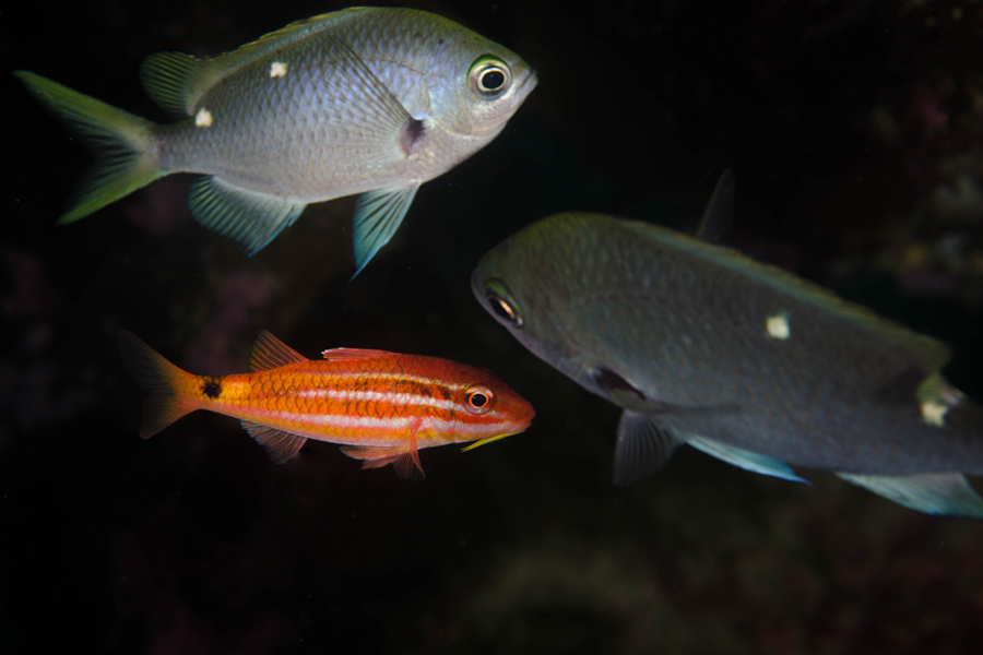 Tropical & Subtropical Fish Species in NZ - The Fishing Website