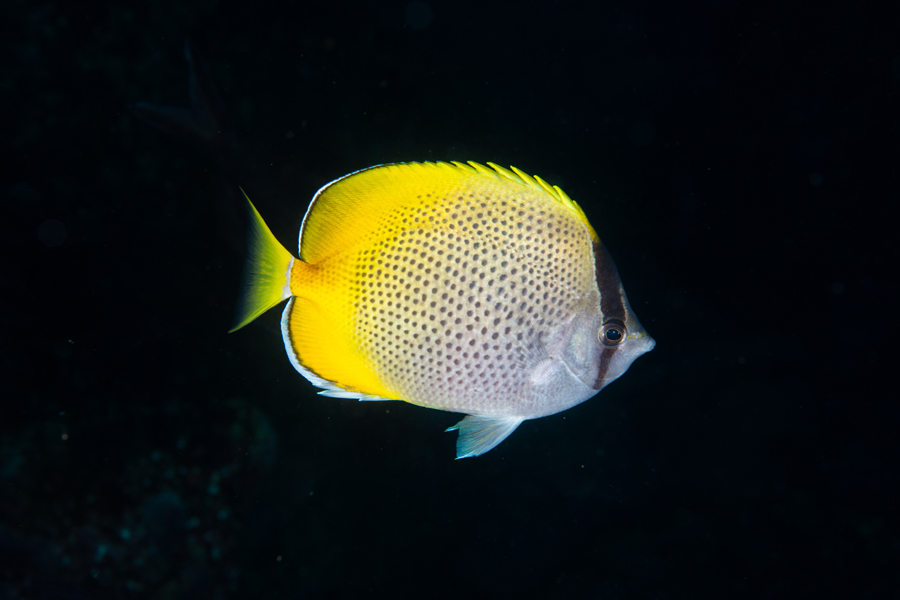 Tropical & Subtropical Fish Species in NZ - The Fishing Website