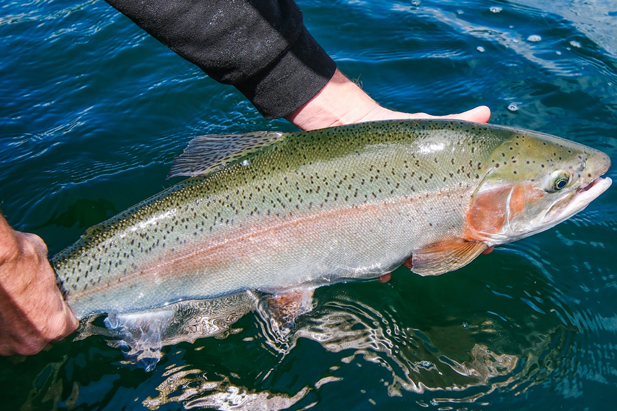 Gamefishing Species Guide - The Fishing Website