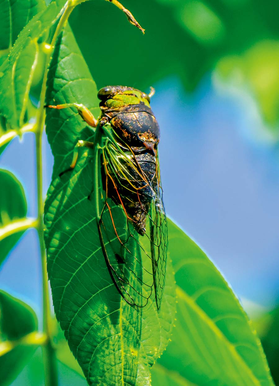 Troutfishing With Cicada Fly Patterns - The Fishing Website