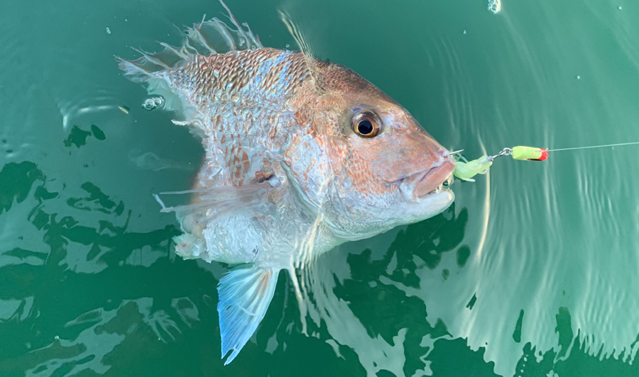 Bay of Islands Fishing Report - 14/12/23 - The Fishing Website