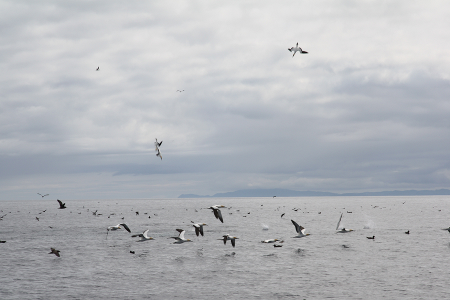 Bream Bay Fishing Report - 14/06/24 - The Fishing Website