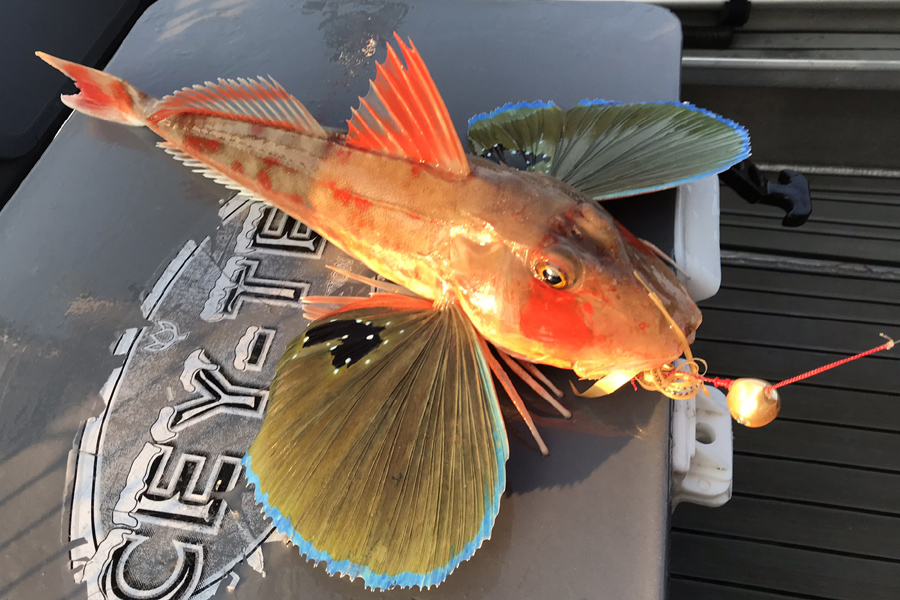 Bream Bay Fishing Report - 27/06/24 - The Fishing Website