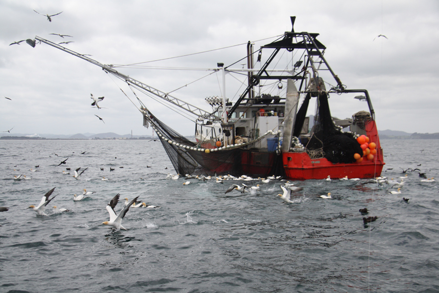 The Bream Bay Fishery - The Fishing Website