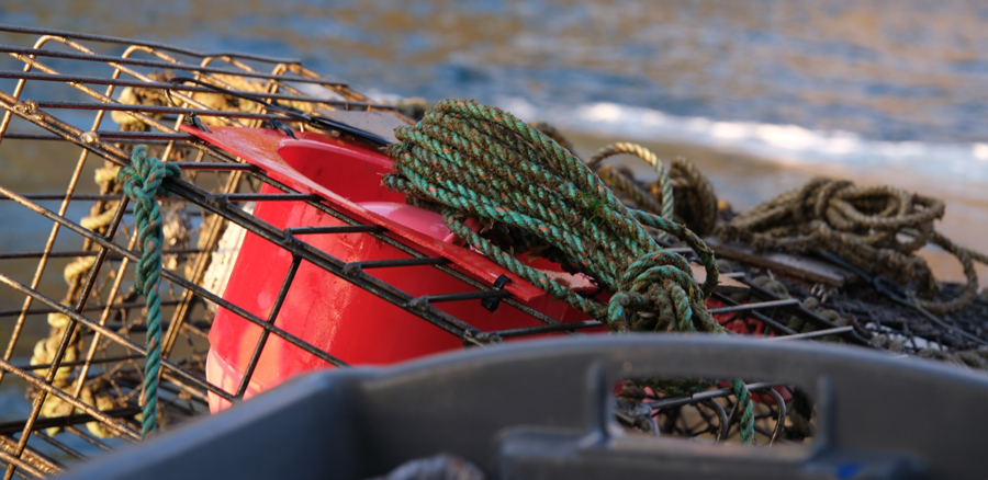 How to Pot for Crays: Tips from the Experts - The Fishing Website