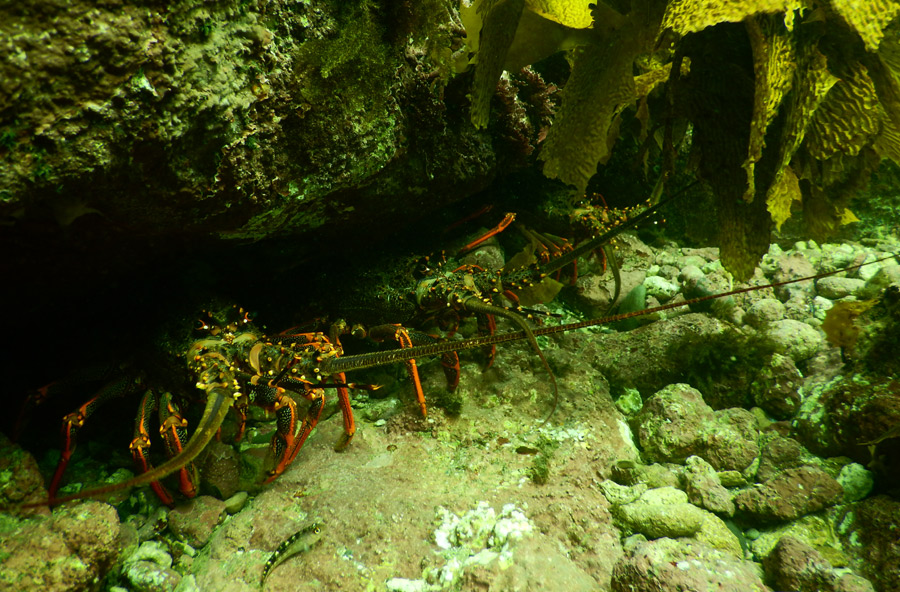 How to Pot for Crays: Tips from the Experts - The Fishing Website