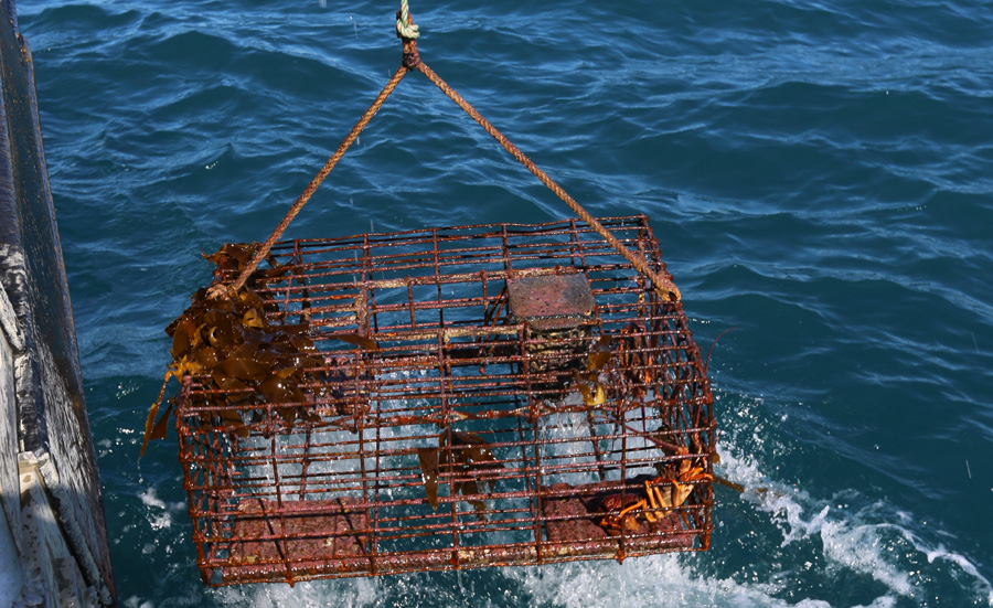 How to Pot for Crays: Tips from the Experts - The Fishing Website