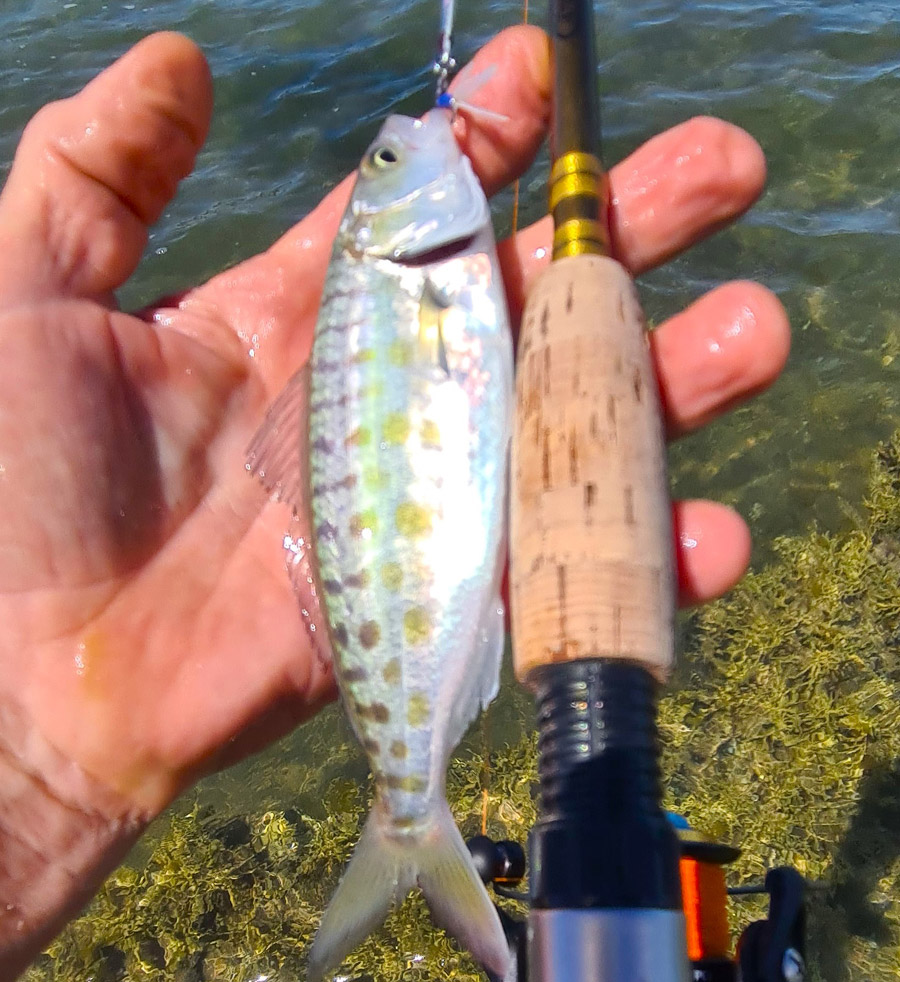 Hauraki Gulf Fishing Report - 07/03/24 - The Fishing Website