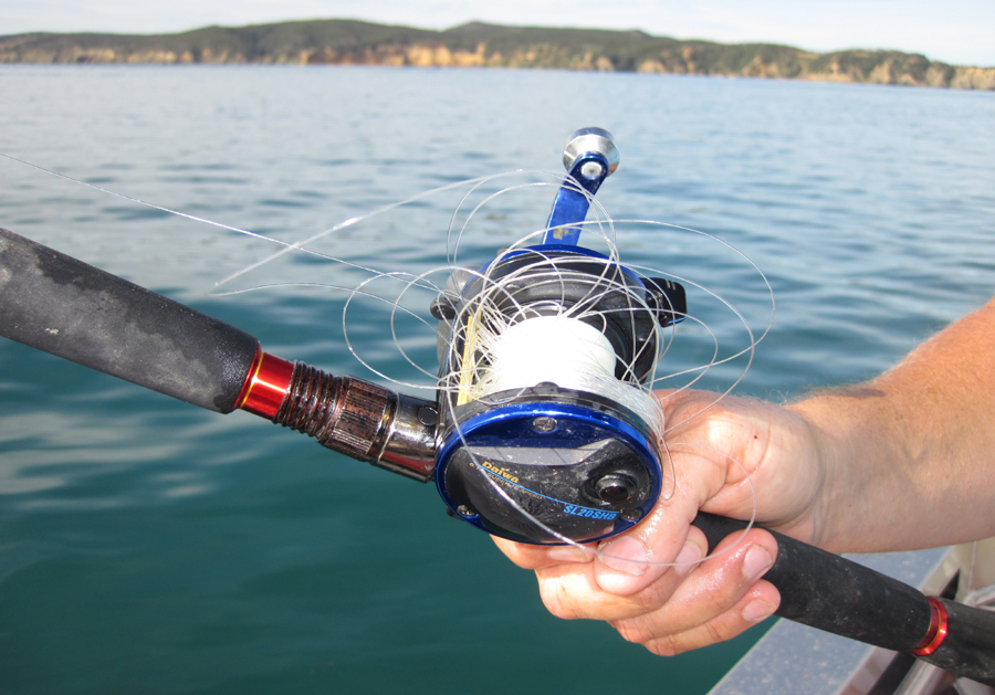 Freespool Reels Versus Baitrunner Reels for Fishing - The Fishing Website