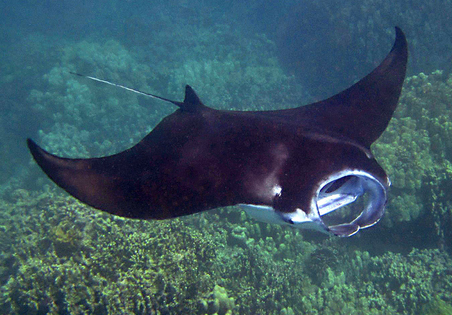 Public Encouraged to Share Protected Species Sightings - The Fishing ...
