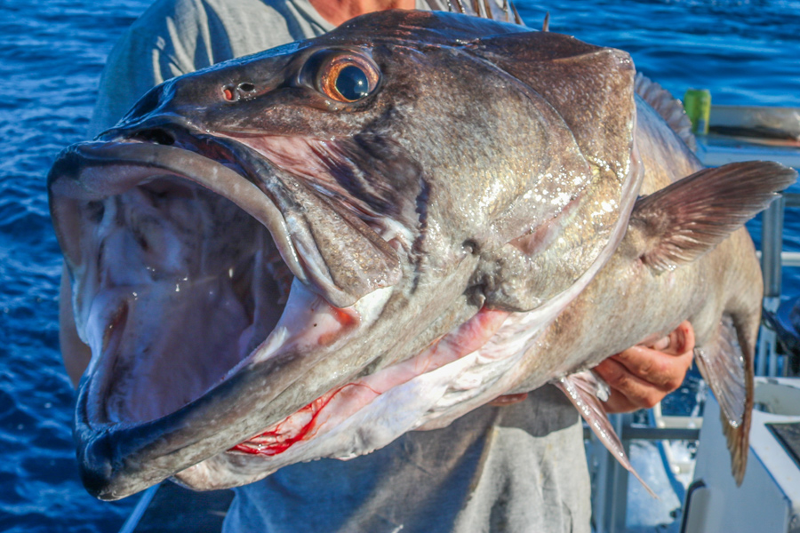 Hauraki Gulf Fishing Report - 27/06/24 - The Fishing Website