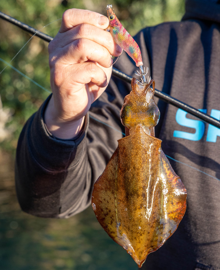 Hibiscus Coast Fishing Report - 22/08/24 - The Fishing Website