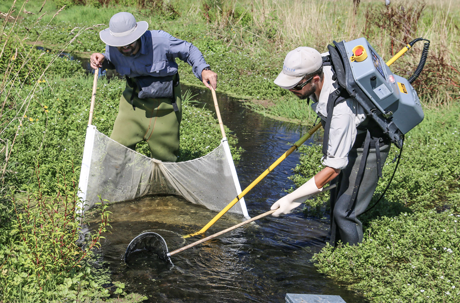 Electric Fishing gives Insights into Freshwater Populations - The ...