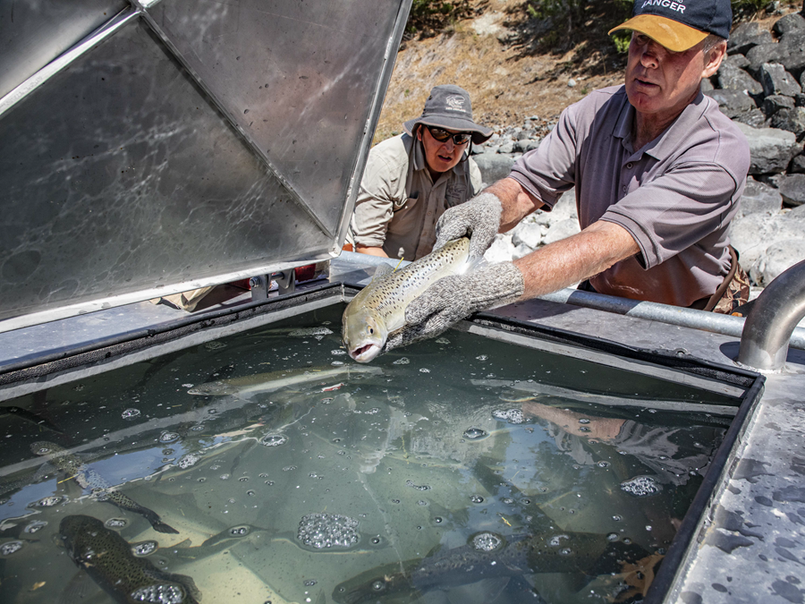 Electric Fishing gives Insights into Freshwater Populations - The ...
