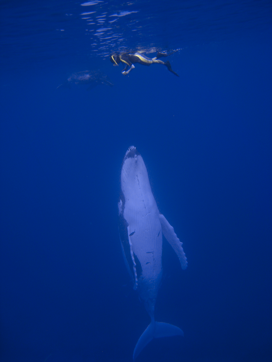 Visitors Having a 'Whale of a Time' in Niue - The Fishing Website