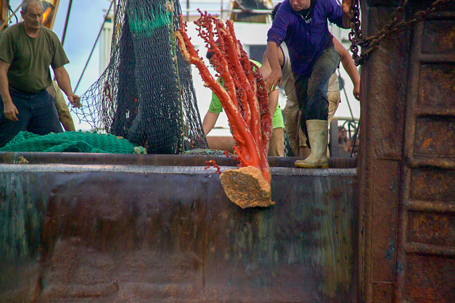 Coral cost of Bottom Trawling - The Fishing Website