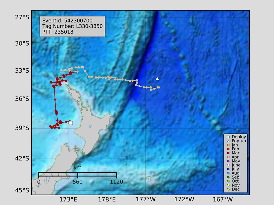 Great Marlin Race: Global Citizen Science - The Fishing Website