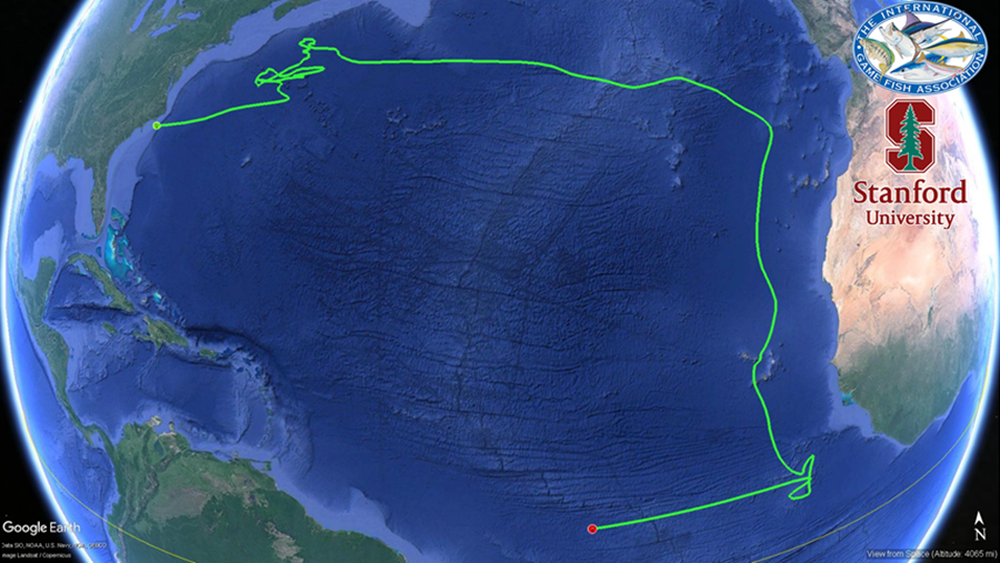 Great Marlin Race: Global Citizen Science - The Fishing Website